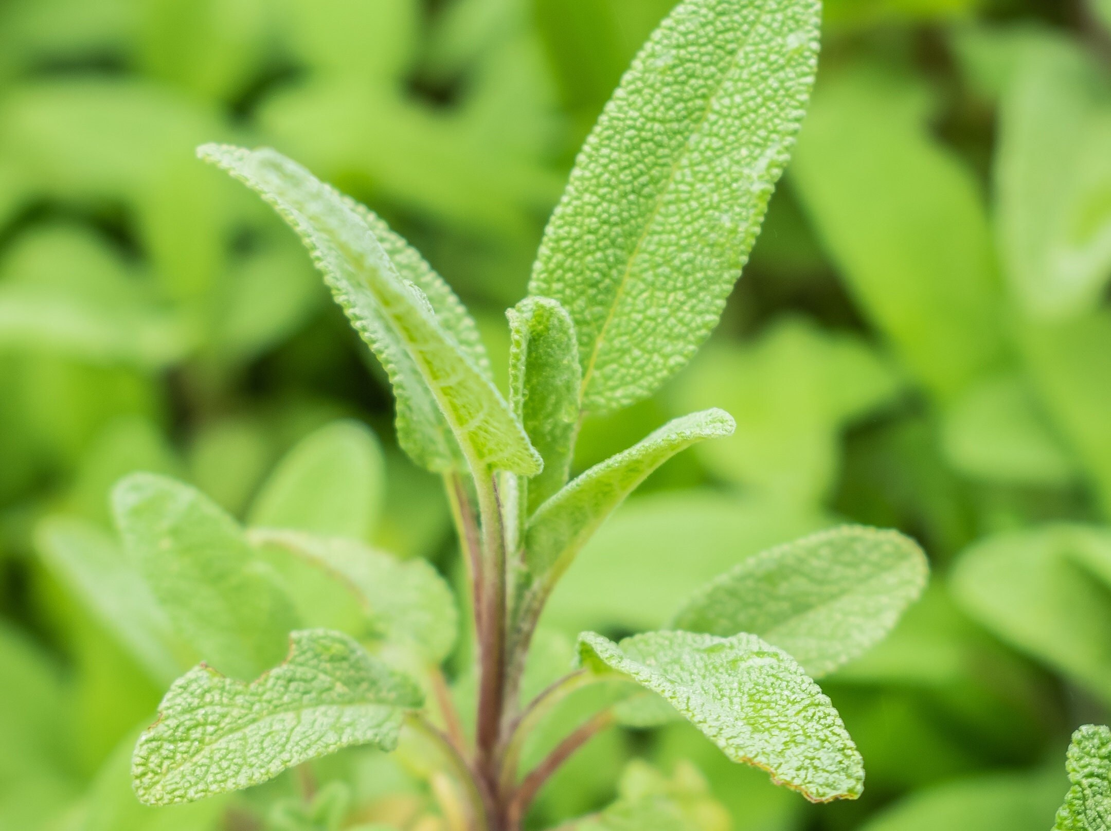 Broad Leaved Sage 50 Seeds Medicinal & Culinary Herb Seeds - Etsy