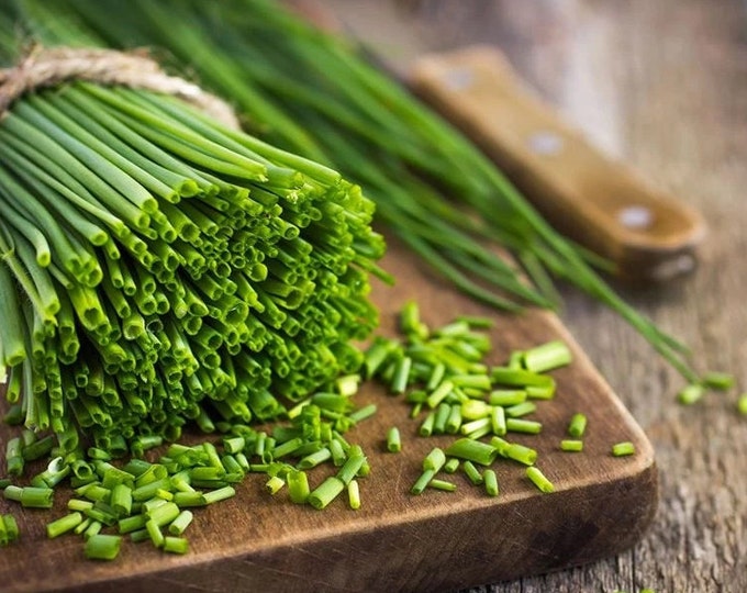 Common Chives, 200 Seeds, Chinese Chives Oriental Herb Medicinal ...