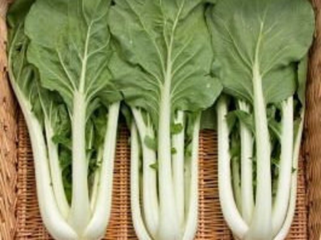 White Stem Pak Choi, 200 Seeds, Chinese Canton Bok Choy Seeds Leafy ...
