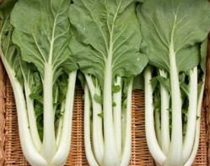 500 White Stem Baby Pak Choi Seeds, Nail Bai Cai, Dwarf Bok Choy, Asian ...