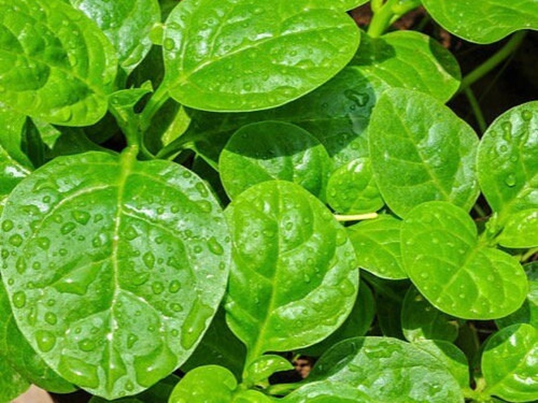Green Malabar Spinach, 50 Seeds, Green Stem Vietnamese Indian Green ...