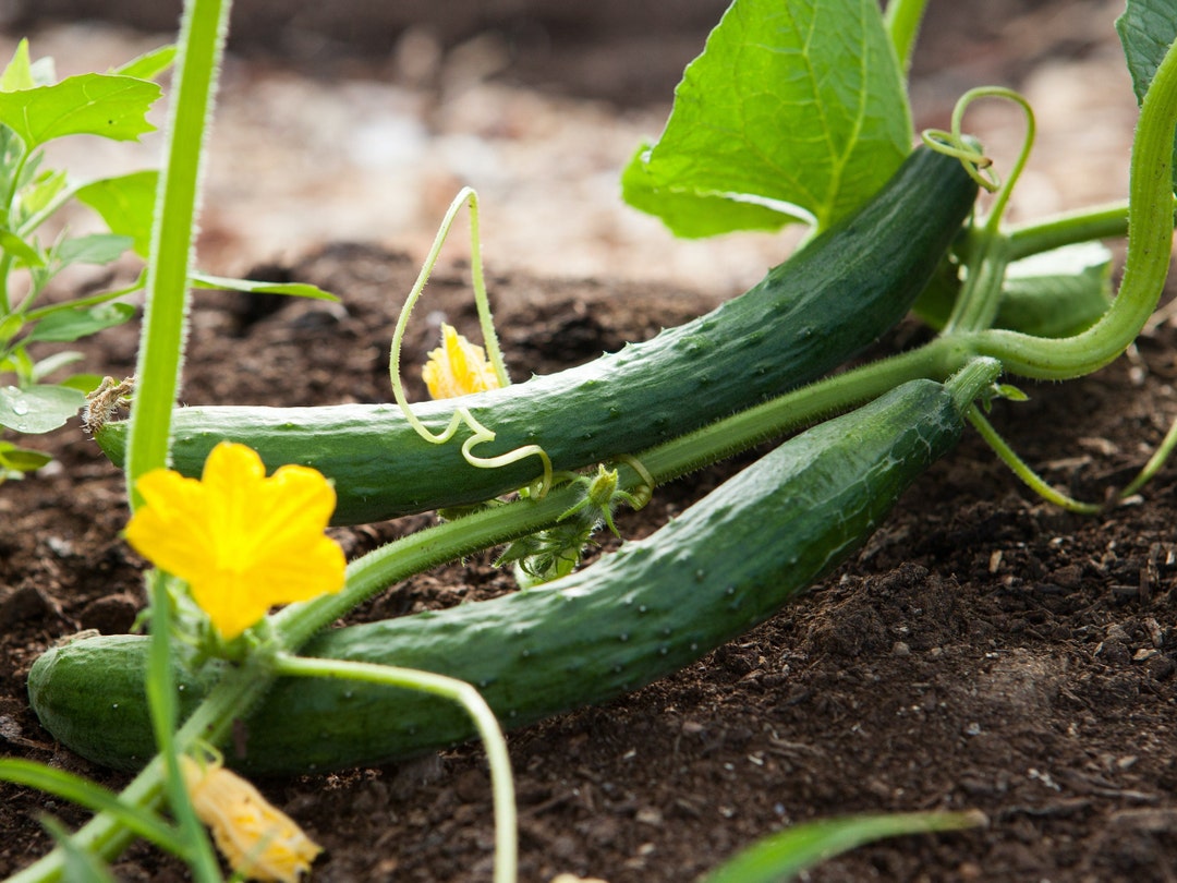 Burpless Cucumber, 30 Seeds, Sweet Tender Green Cucumber Seeds Oriental ...