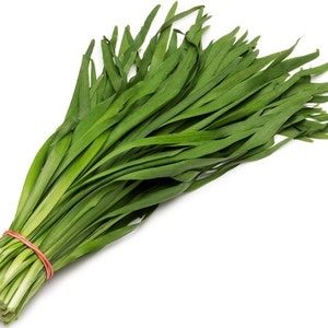 Garlic Chive Broad Leaved Nira, 100 Seeds, Chinese Leek Japanese ...