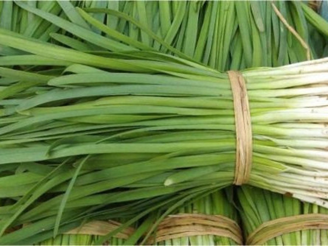 Garlic Chive Broad Leaved Nira, 100 Seeds, Chinese Leek Japanese ...