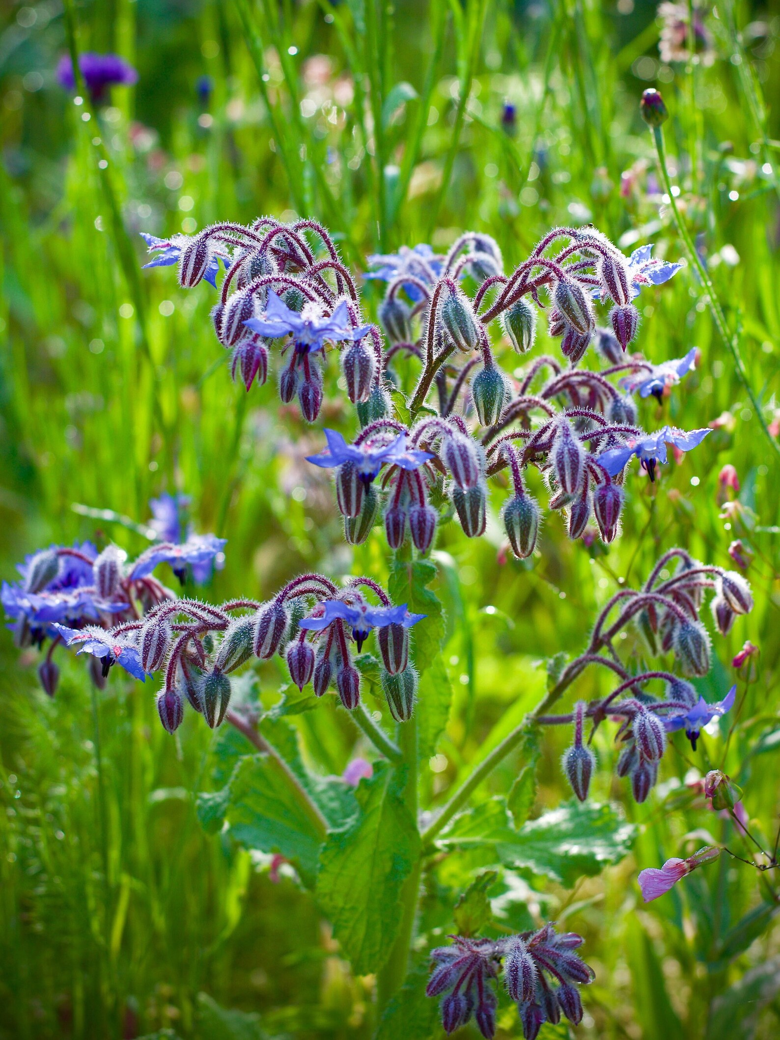 Borage, 100 Seeds, Borago Officials, Blue Blossom, Flower Wildflower ...