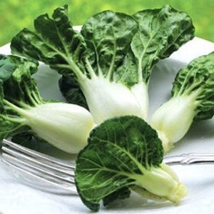 Extra Dwarf Baby Pak Choi, 200 Seeds, Chinese Cabbage Dwarf Bok Choy ...