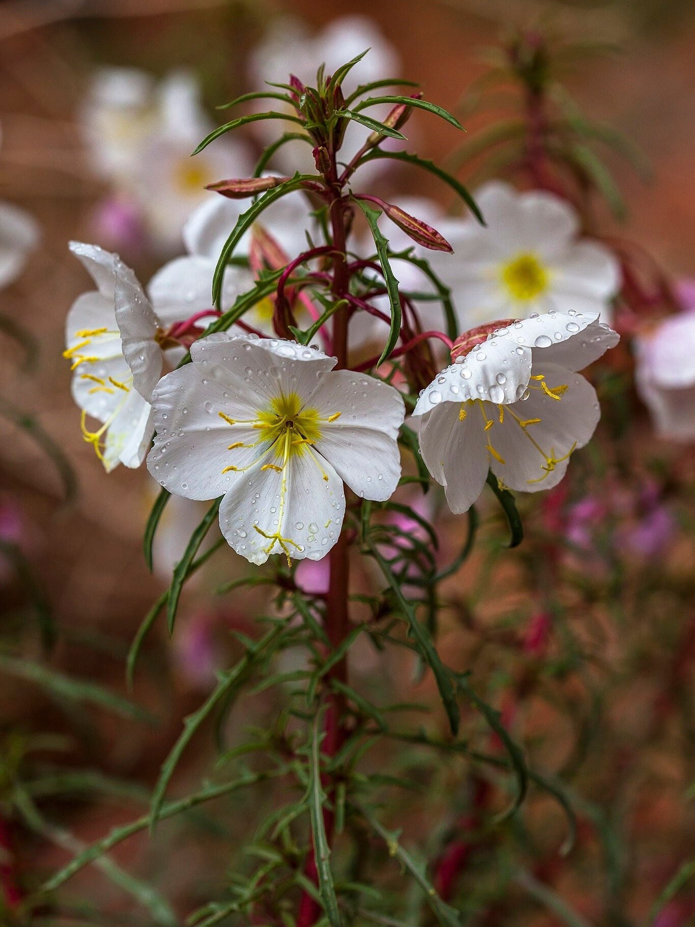 White Evening Primrose