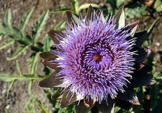 Cardoon 20 Seeds Medicinal & Culinary Herb Seeds Heirloom | Etsy