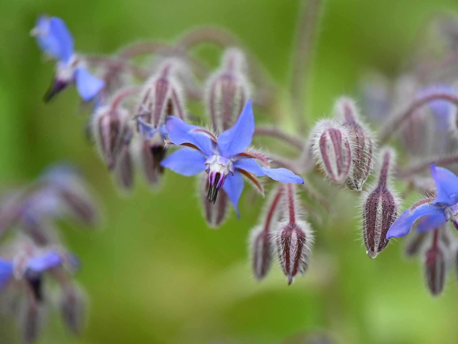 Borage, 100 Seeds, Borago Officials, Blue Blossom, Flower Wildflower ...