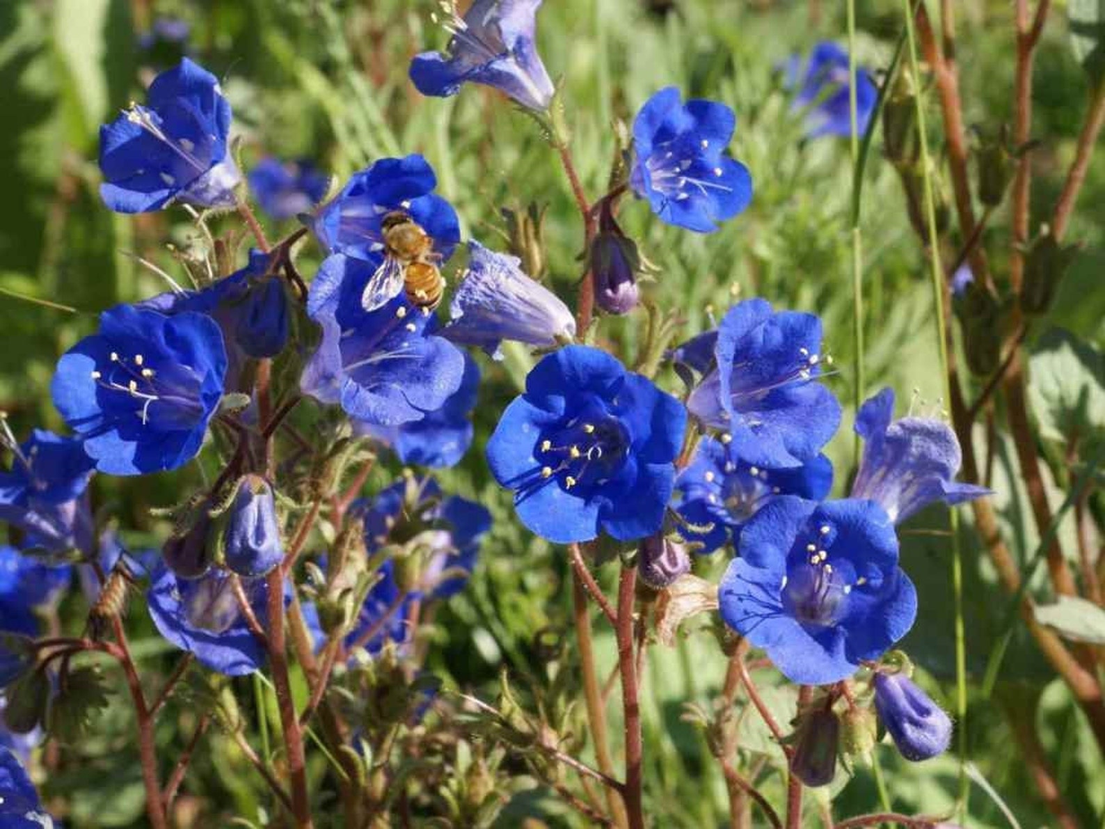 California Bluebell 200 Seeds Desertbell Blue Blossom Garden - Etsy