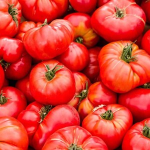 Red Brandywine Tomato, 50 Seeds, Juicy Red Tomato Seeds Large Fruit ...