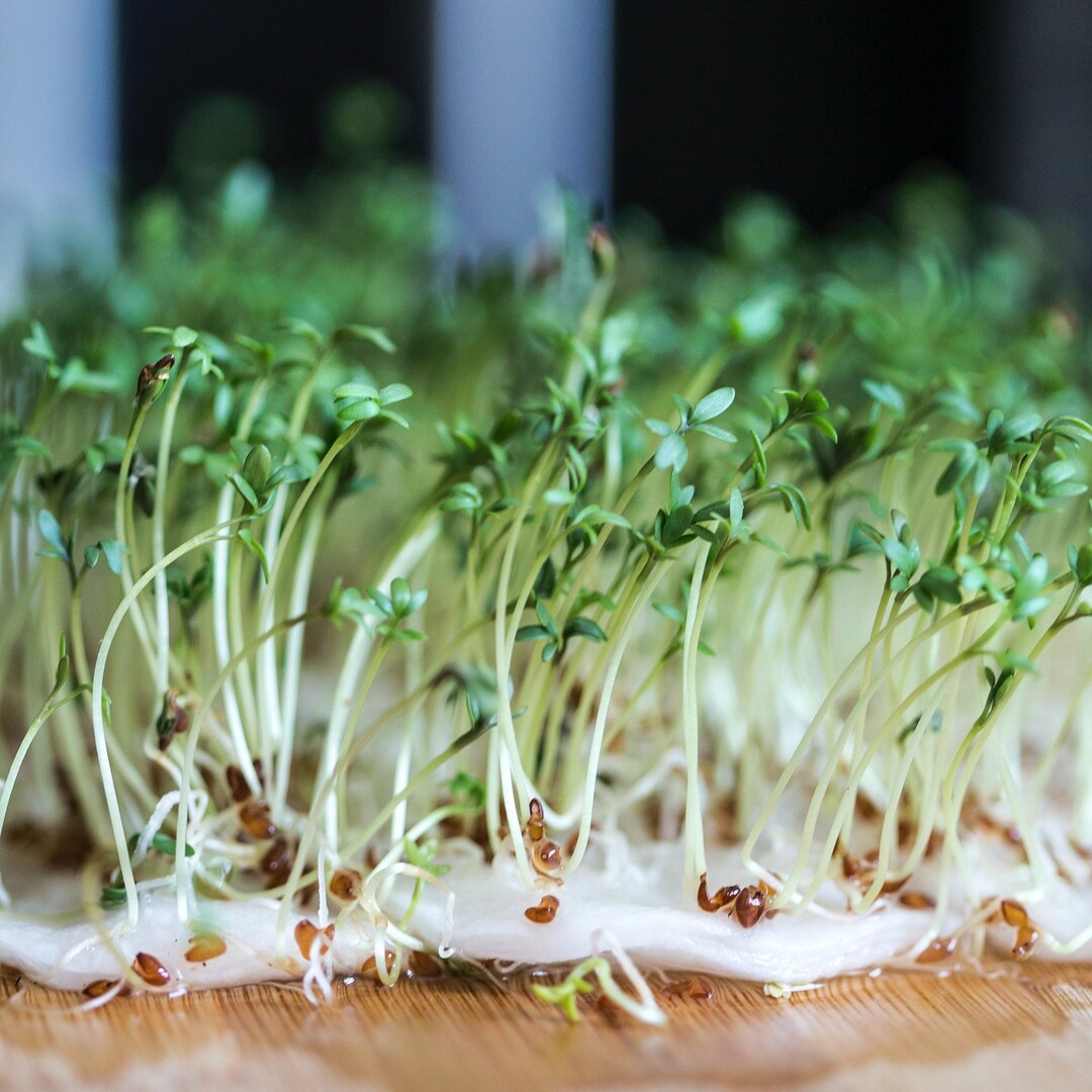 5 Part Basic Salad Microgreens Mix, 200 Seeds, Microgreen Seeds Sprouts ...