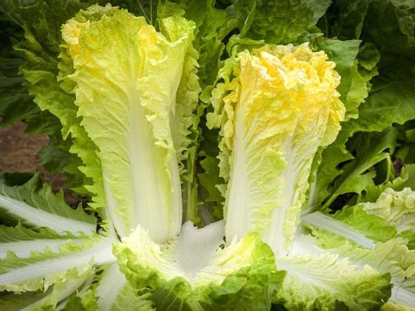 Golden Chinese Cabbage 200 Seeds Kogane Napa Golden Gala - Etsy