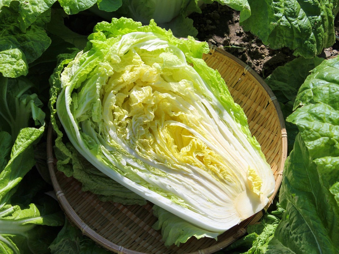 Golden Chinese Cabbage, 200 Seeds, Kogane Napa Golden Gala Microgreens ...