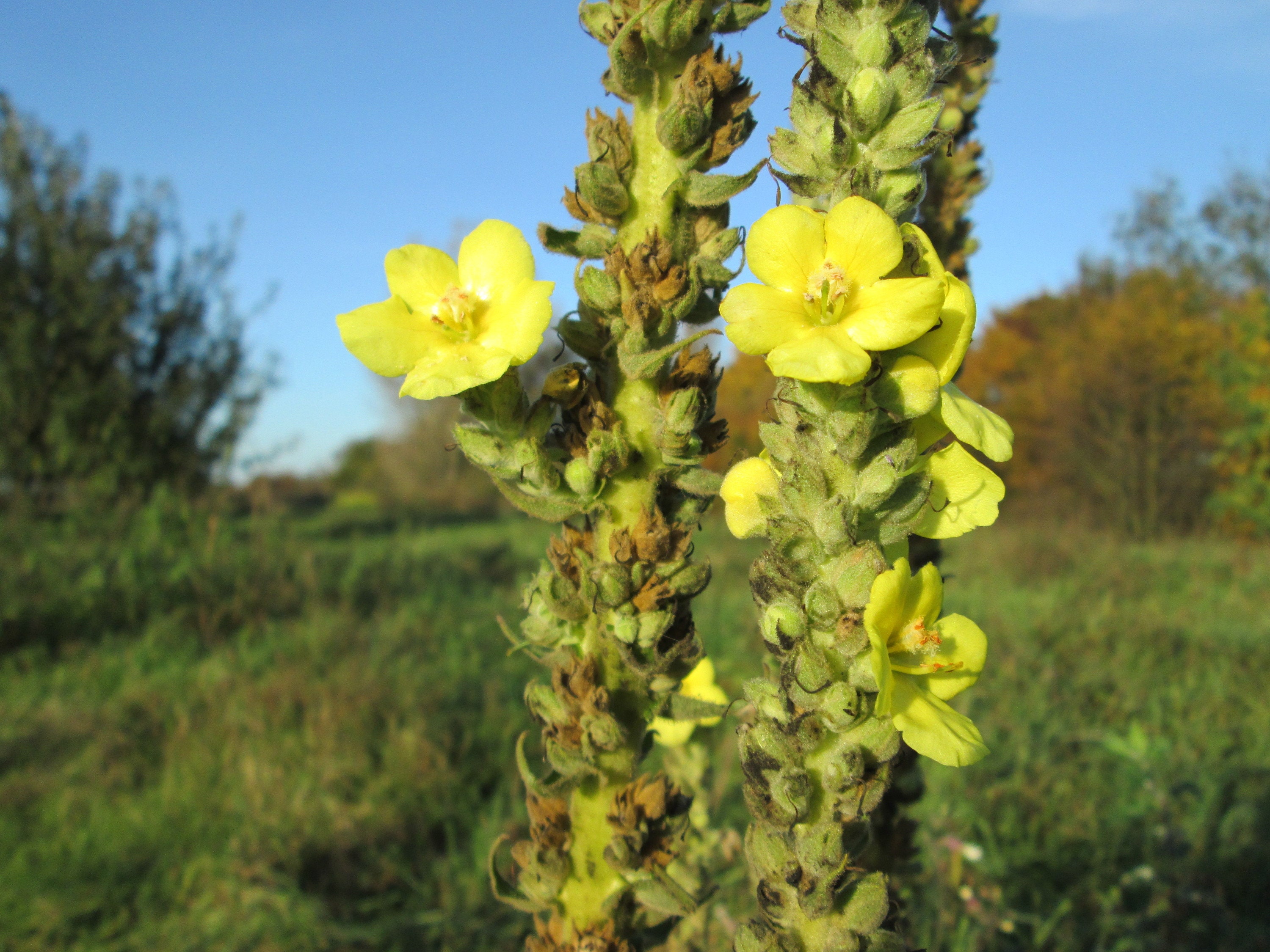Common Mullein Organic 100 Seeds Medicinal & Culinary Herb - Etsy