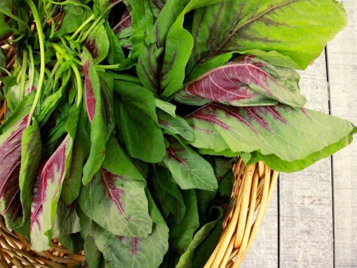Red Leaf Amaranth 200 Seeds Hu Hsien Red Callaloo Chinese - Etsy