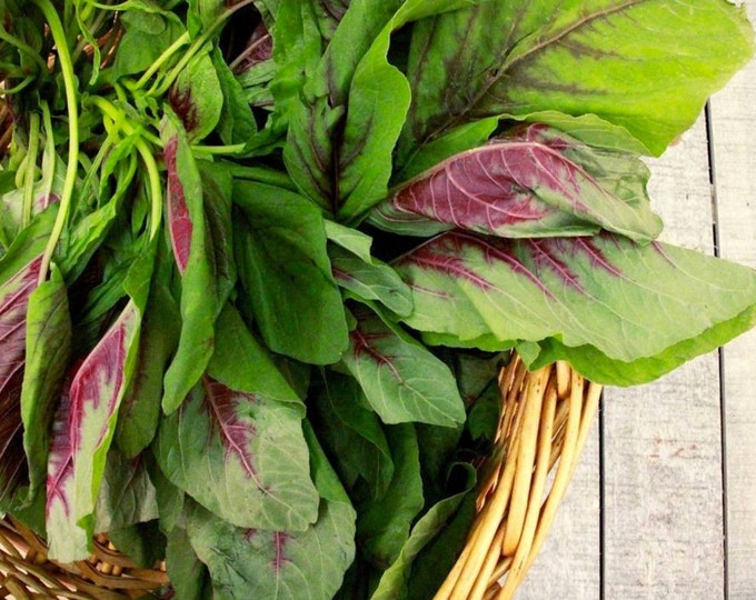 Red Stripe Leaf Amaranth Seeds 紅莧菜 Rau Den Red Callaloo / Chinese ...