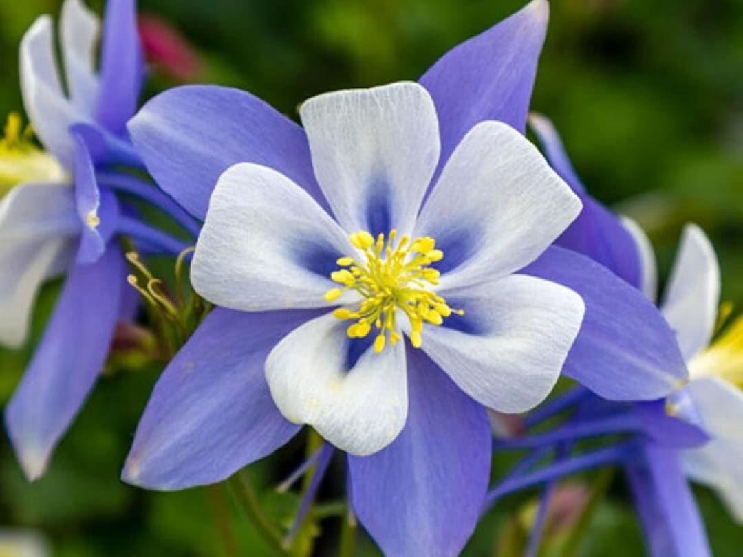 Colorado Blue Columbine, 200 Seeds, Rocky Mountain Columbine Blue ...