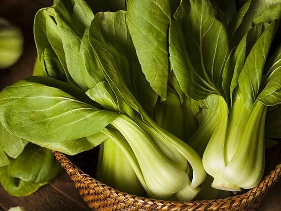 Shanghai Baby Pak Choi 200 Seeds Oriental Chinese Bok Choy - Etsy
