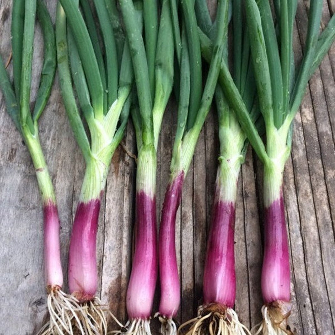 Red Beard Bunching Onion 100 Seeds Chinese Green Onion - Etsy