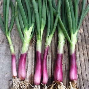 Red Beard Bunching Onion, 100 Seeds, Chinese Green Onion, Scallions ...