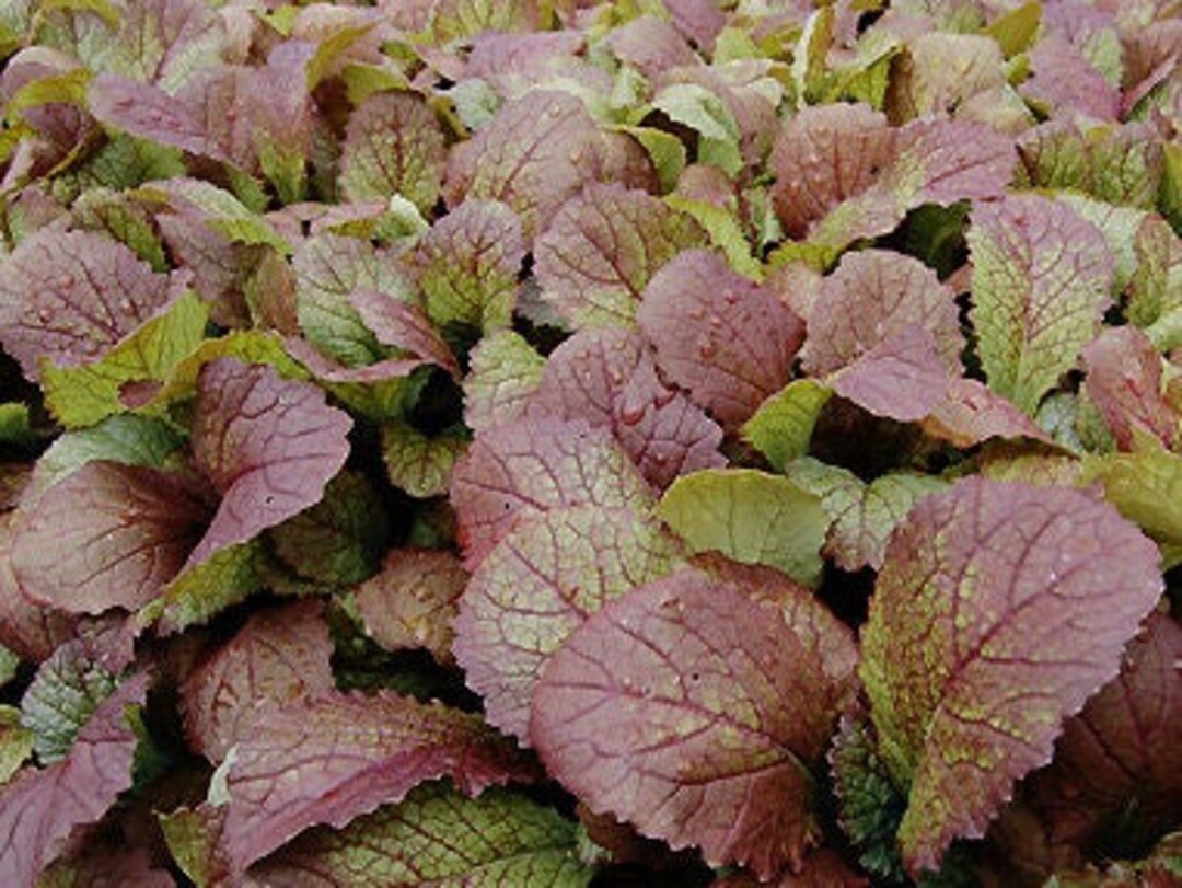 Red Giant Mustard, 200 Seeds, Japanese Mustard Green Healthy ...