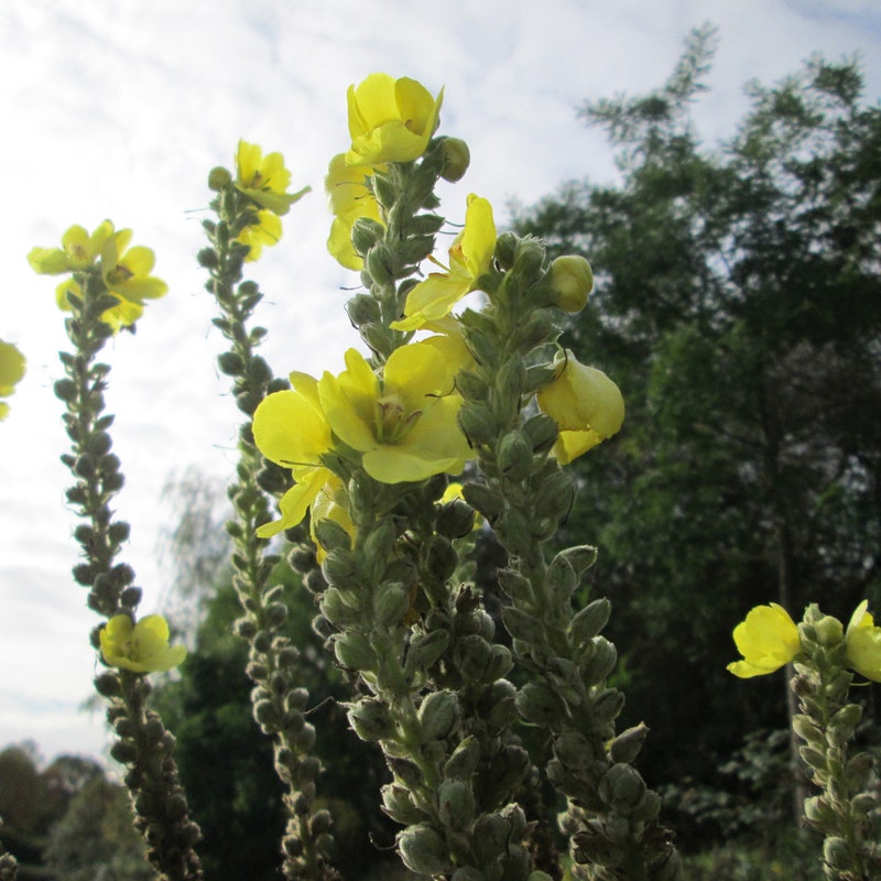 Mullein Plant - Etsy