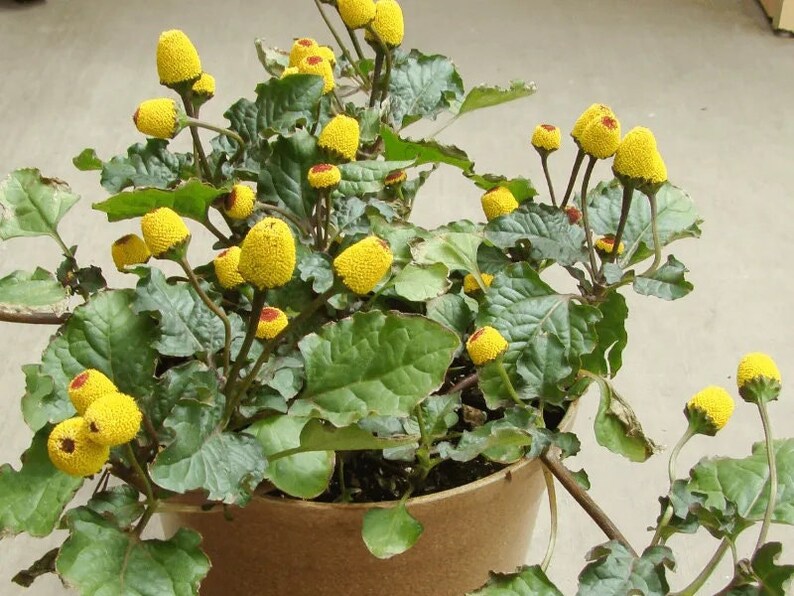 Paracress Toothache Plant 200 Seeds Medicinal & Culinary | Etsy