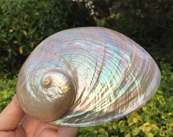 Large Conch Shell | Etsy