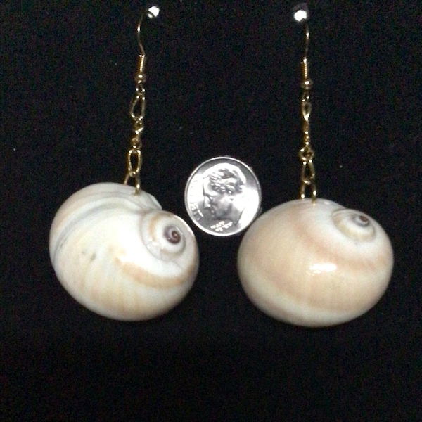 Sea Snail Shell - Etsy