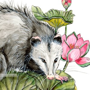 Print : Swamp Water Lilies Flowers and Opossum or Possum Habitat Series ...