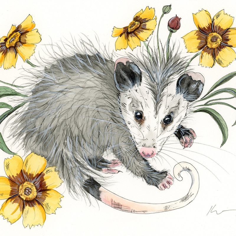 Opossum Drawing - Etsy