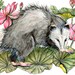 Print : Swamp Water Lilies Flowers and Opossum or Possum Habitat Series ...