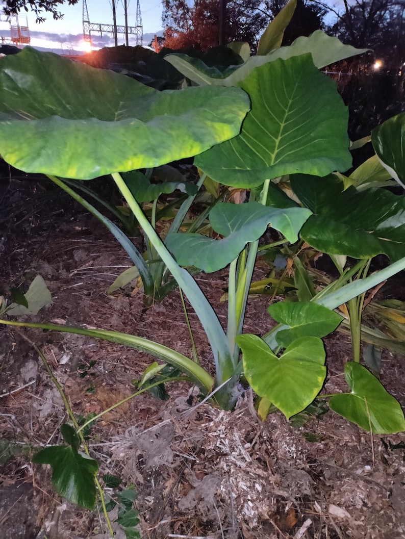 Malanga Plant bare Root Florida Fresh Xanthosoma - Etsy