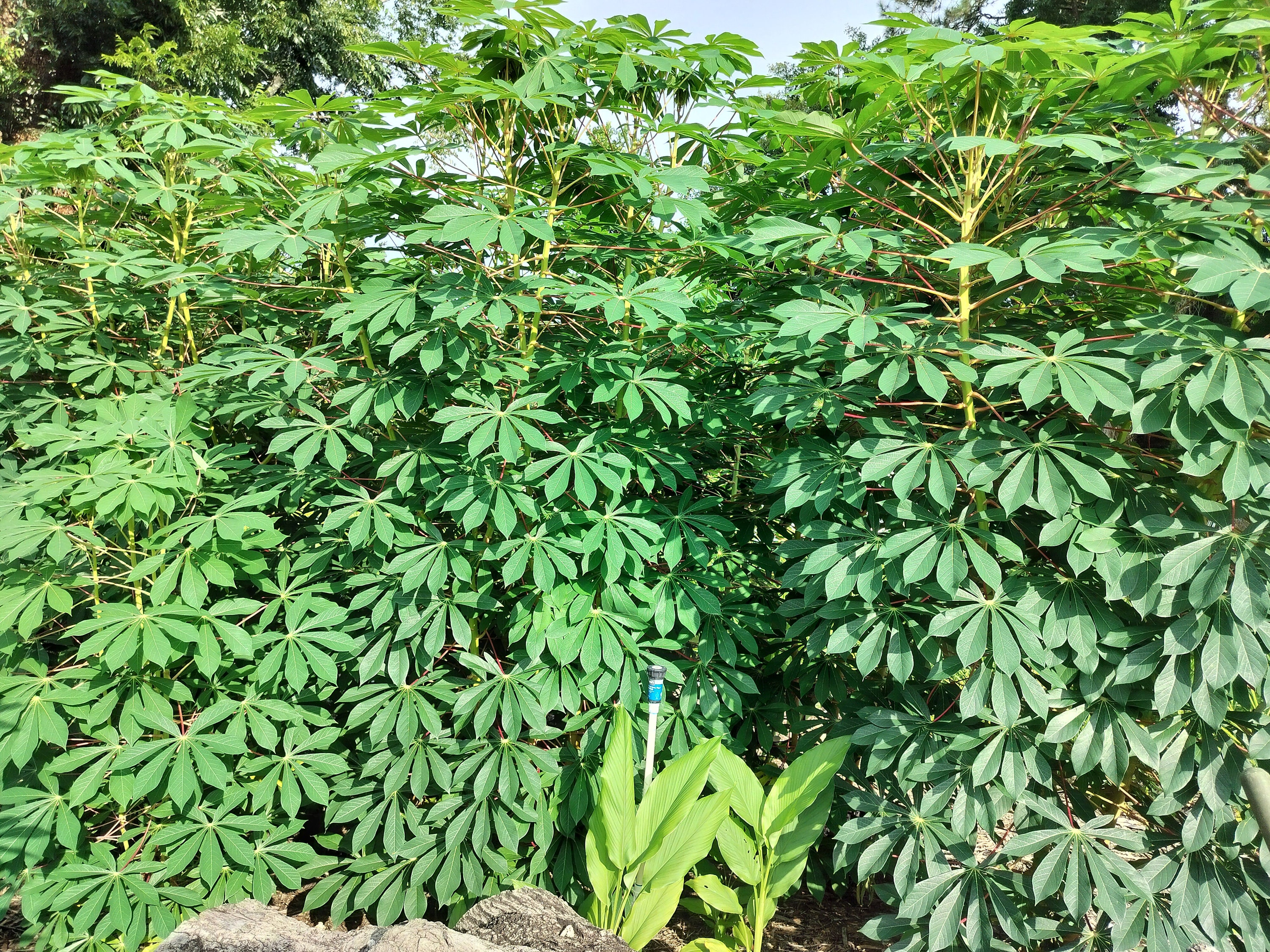 Cassava - Edible Roots per Pound - Manihot Esculenta| AKA Yuca or ...