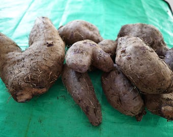 Ube - Purple Yam (dioscorea Alata) - Aka Greater Yam, Guyana Arrowroot ...