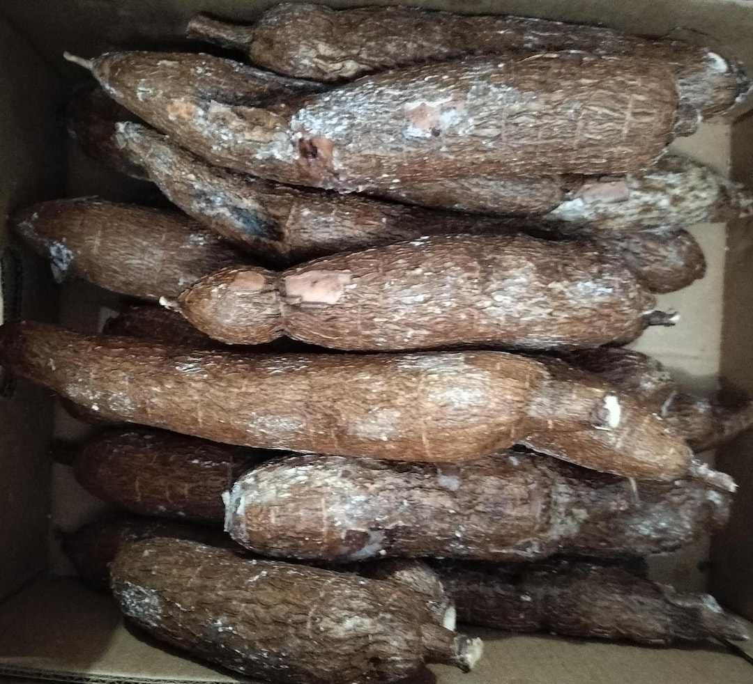 Cassava - Edible Roots per Pound - Manihot Esculenta| AKA Yuca or ...
