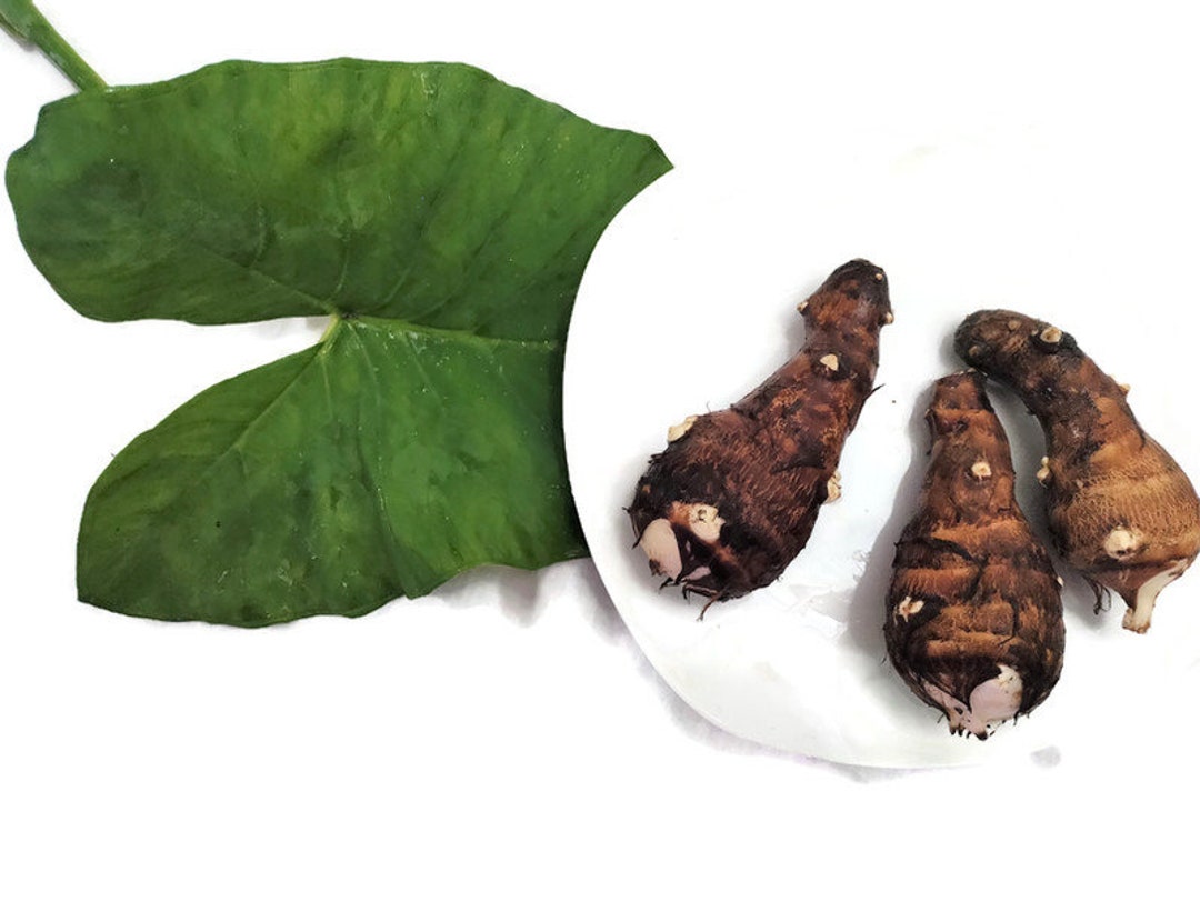 Malanga Plant (bare Root) - Florida Fresh! Xanthosoma Sagittifolium ...