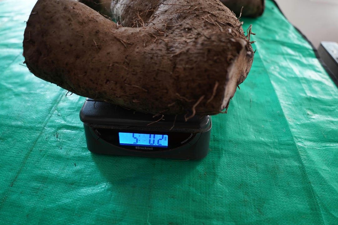 Ube Purple Yam dioscorea Alata Aka Greater Yam, Guyana Arrowroot Edible ...