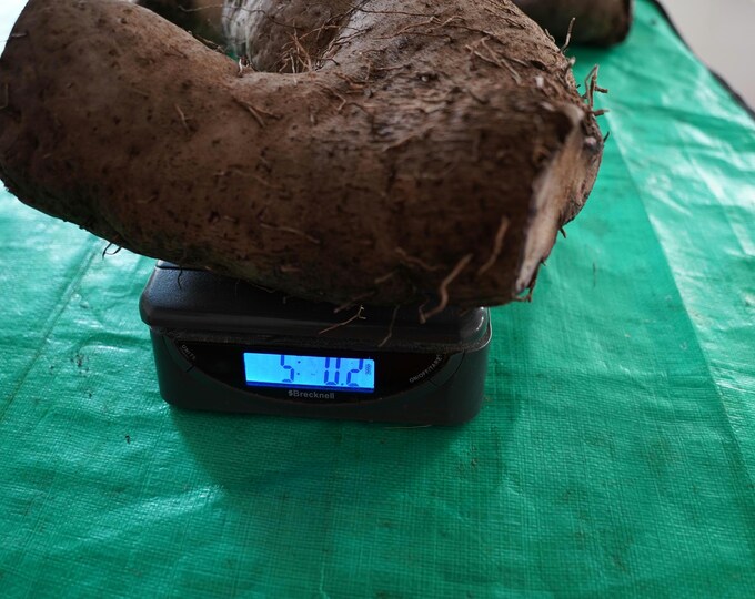 Ube - Purple Yam (dioscorea Alata) - Aka Greater Yam, Guyana Arrowroot ...