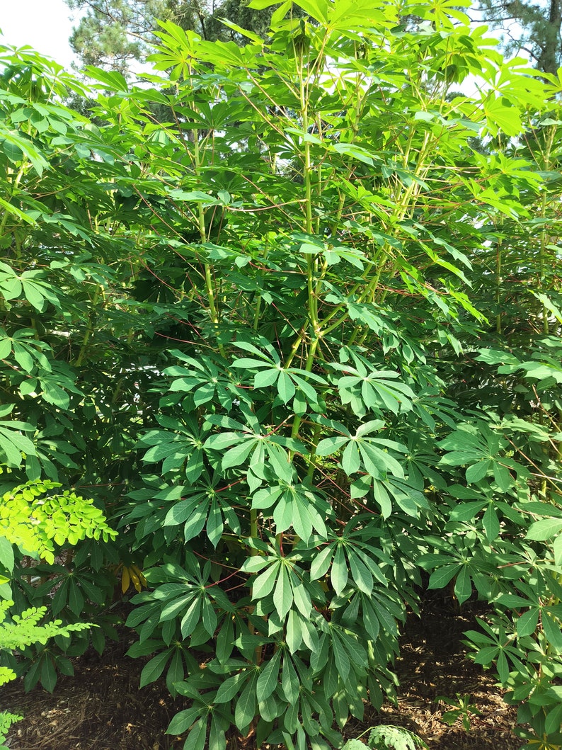 Cassava - Edible Roots per Pound - Manihot Esculenta| AKA Yuca or ...