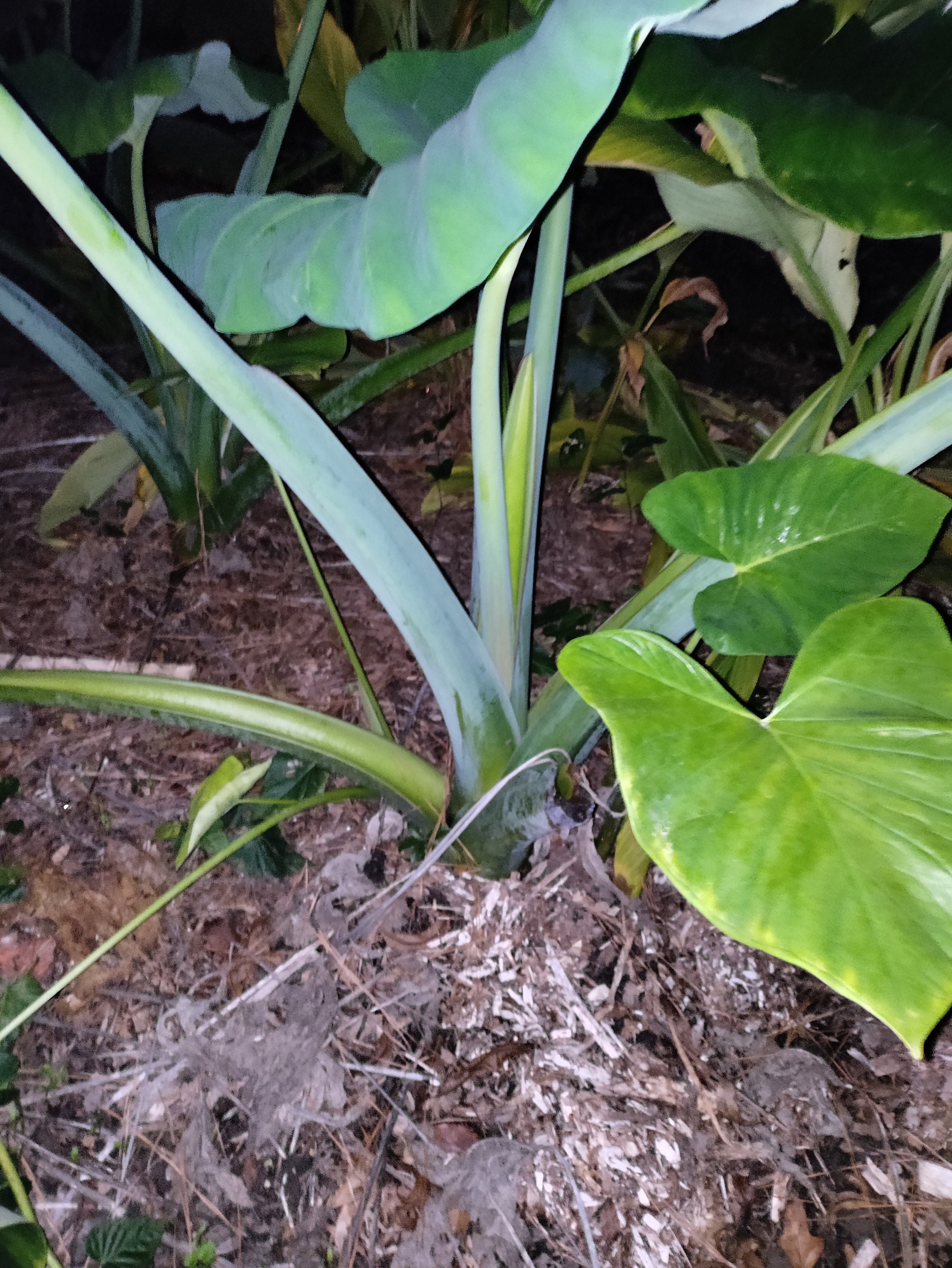 Malanga Plant bare Root Florida Fresh Xanthosoma - Etsy