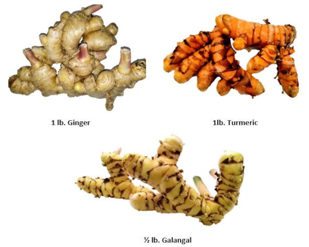 Ginger, Galangal & Turmeric Florida Fresh Large Combo Deal From Green ...