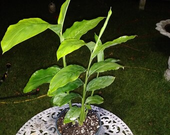 Thai Ginger Plant - Etsy