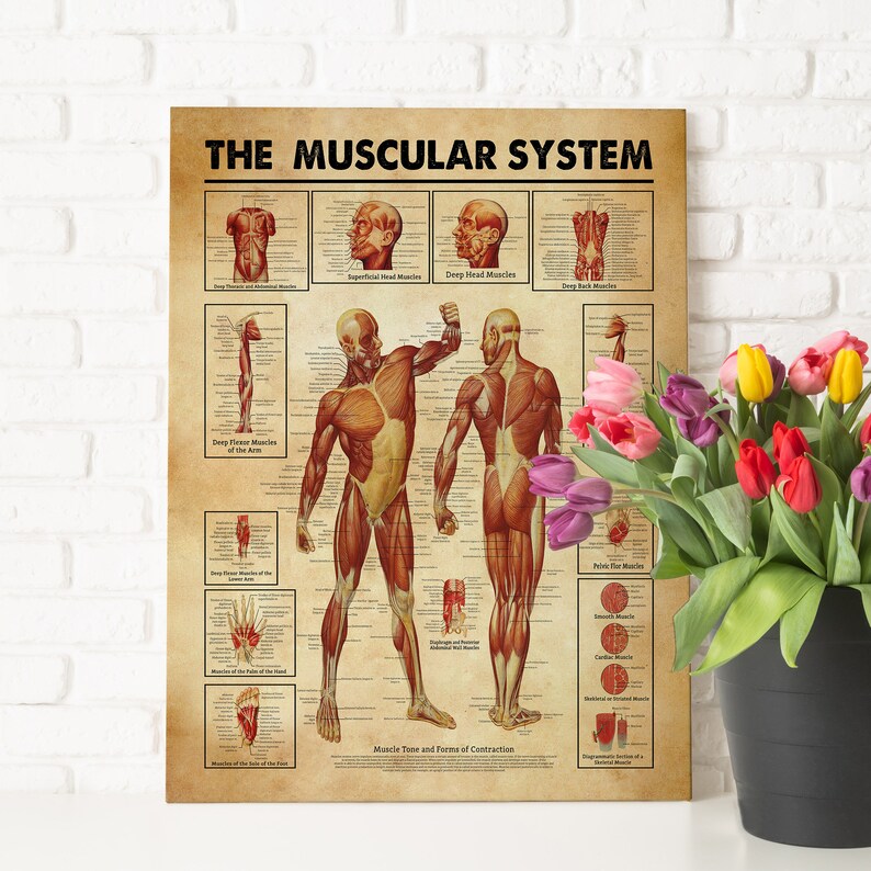 Muscular System Knowledge, Muscular System Print, Muscular System ...