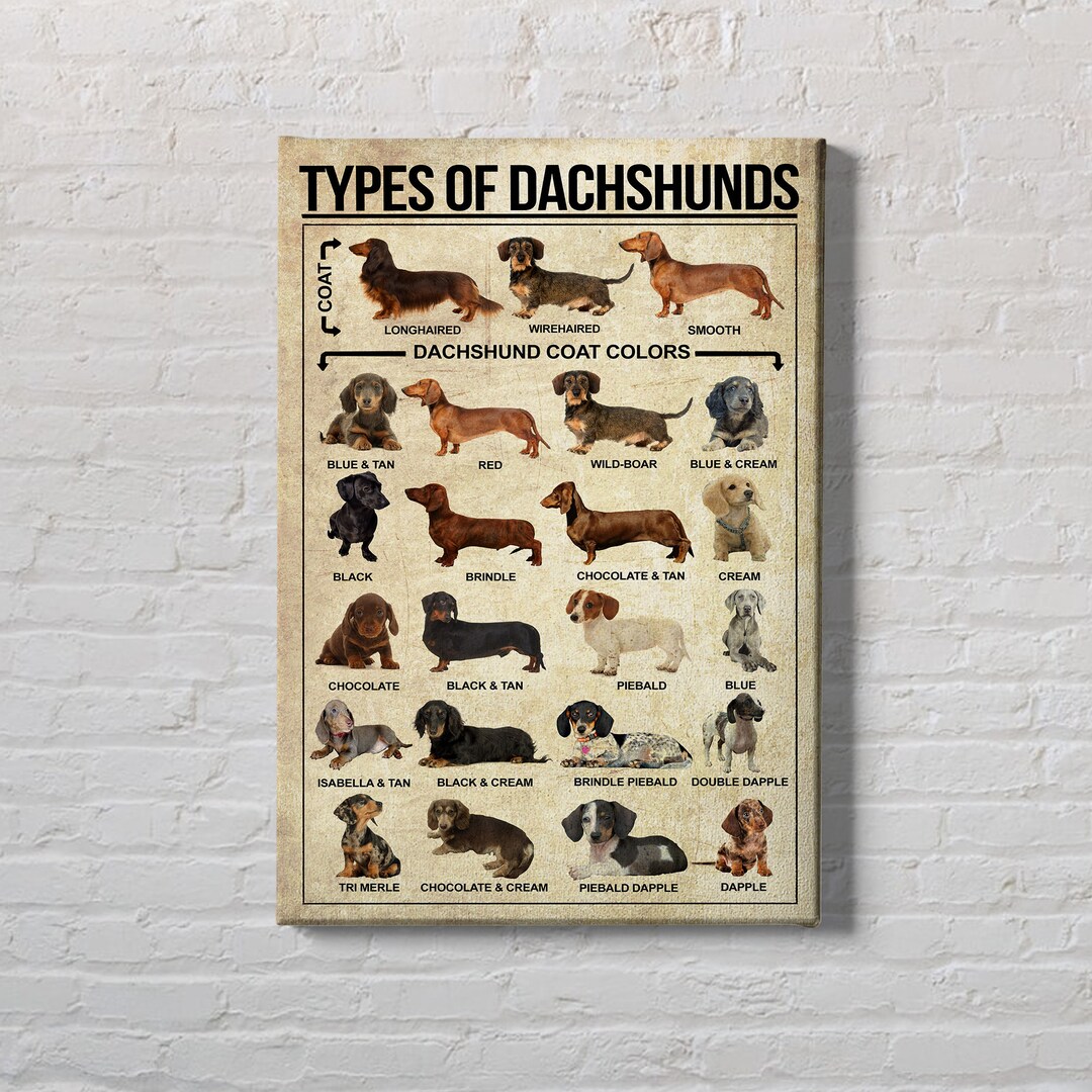 Types of Dachshunds Dog Poster Dachshunds Knowledge Poster - Etsy