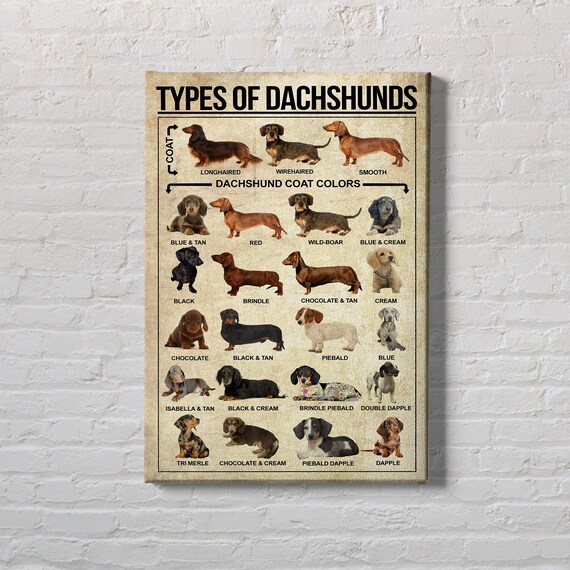 Types of Dachshunds Dog Poster Dachshunds Knowledge Poster - Etsy