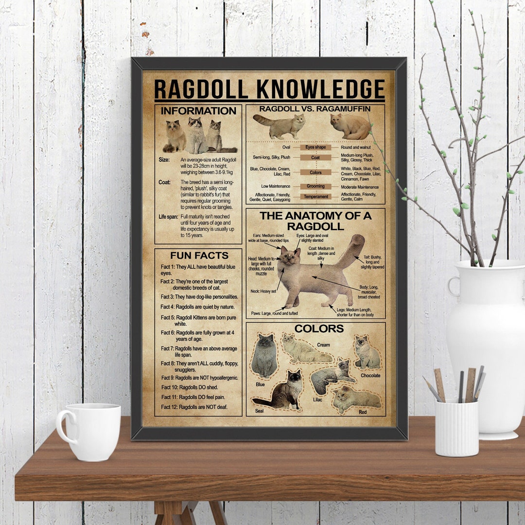 Ragdoll Knowledge Poster, Ragdoll Poster, Ragdoll Print, Gift of Office ...