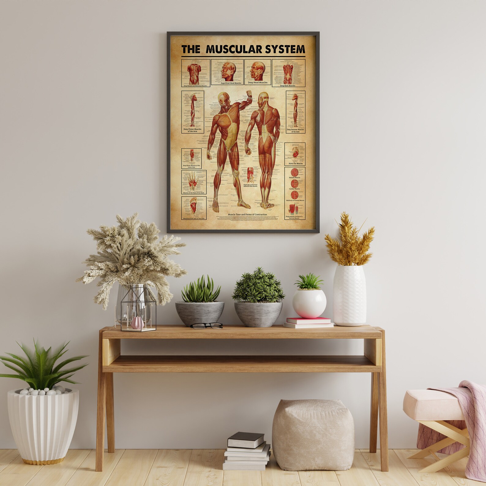 Muscular System Knowledge, Muscular System Print, Muscular System ...