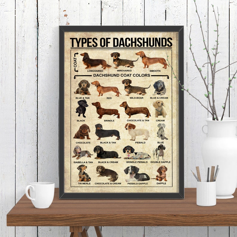 Types of Dachshunds Dog Poster, Dachshunds Knowledge Poster, Dachshunds ...